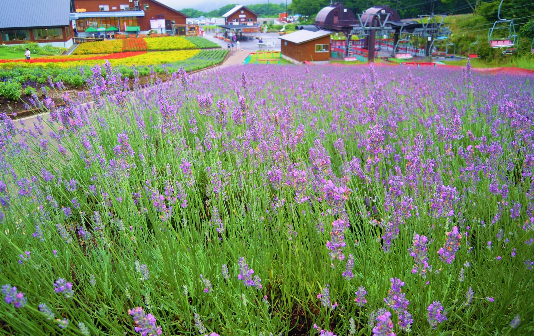 Tambara Lavender Park, Relax Among the Delicate Purple Blooms