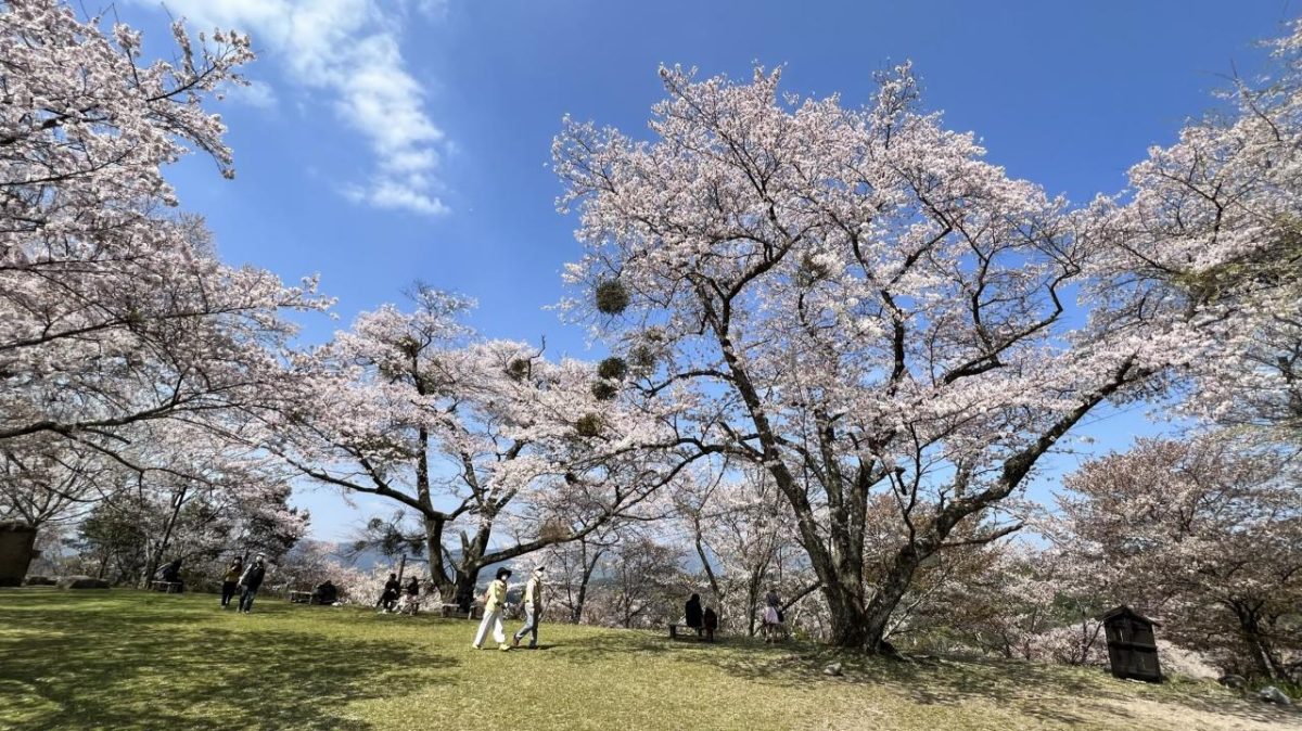 Mount Yoshino: Discover Japan's Famous Cherry Blossom Destination