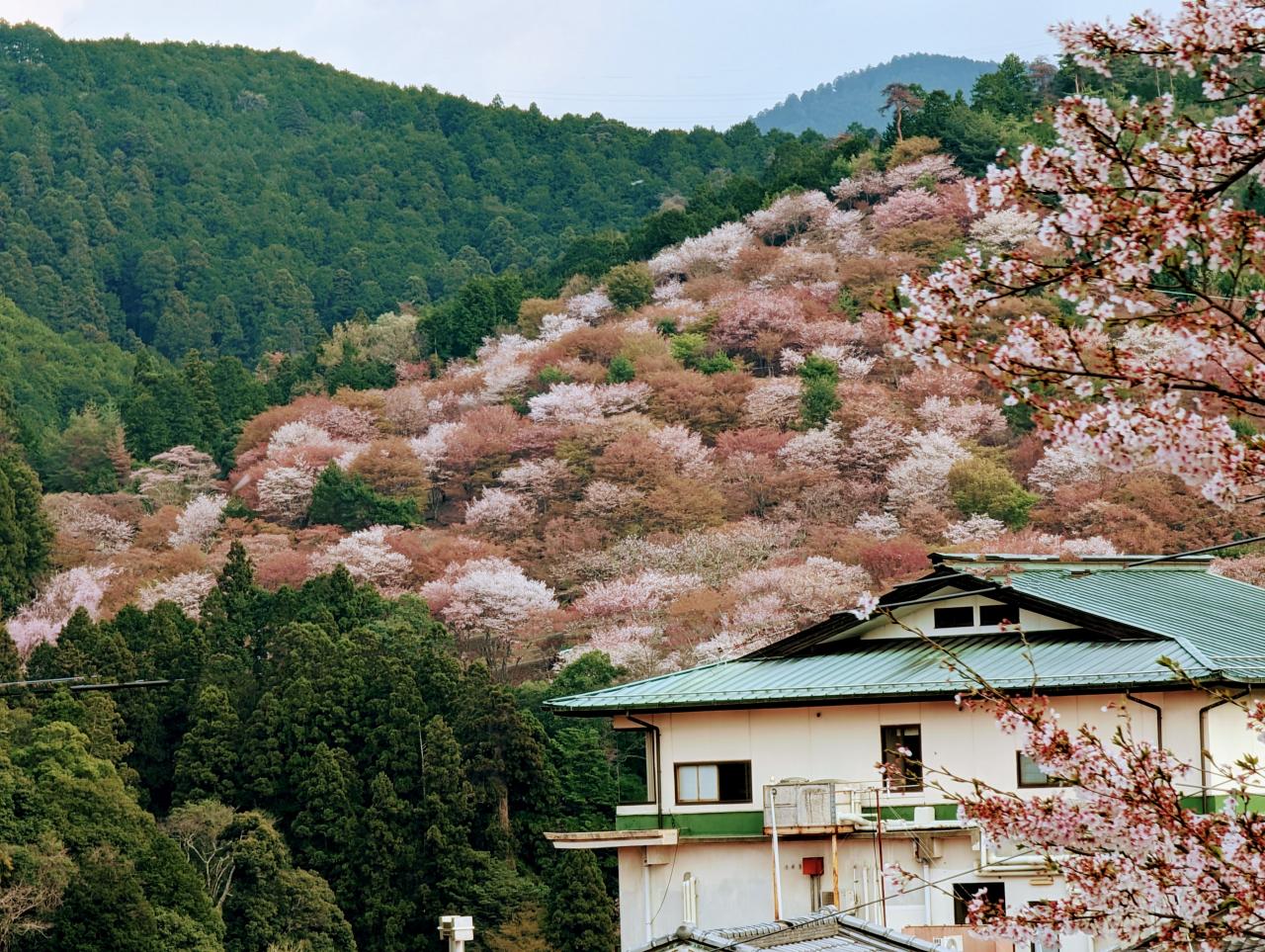 Mount Yoshino: Discover Japan's Famous Cherry Blossom Destination